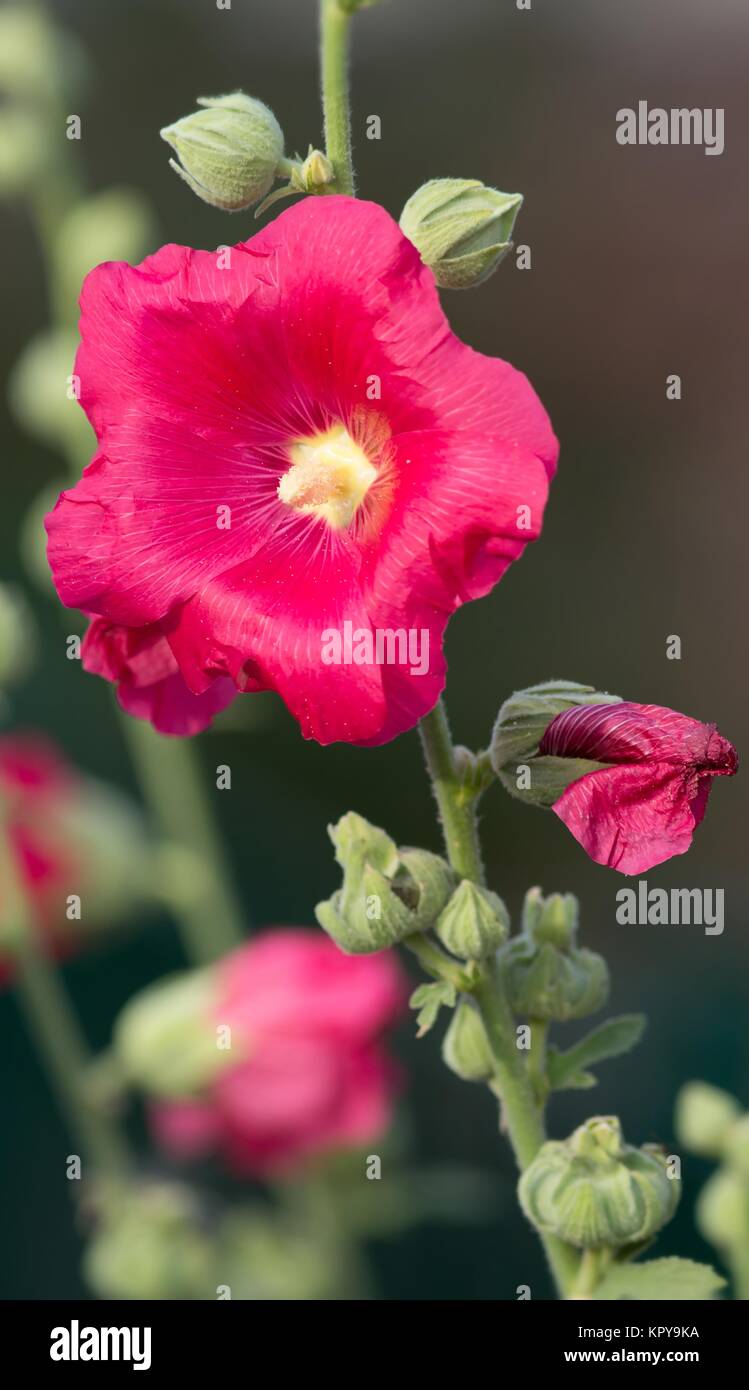 red hollyhock / red hollyhock Stock Photo - Alamy