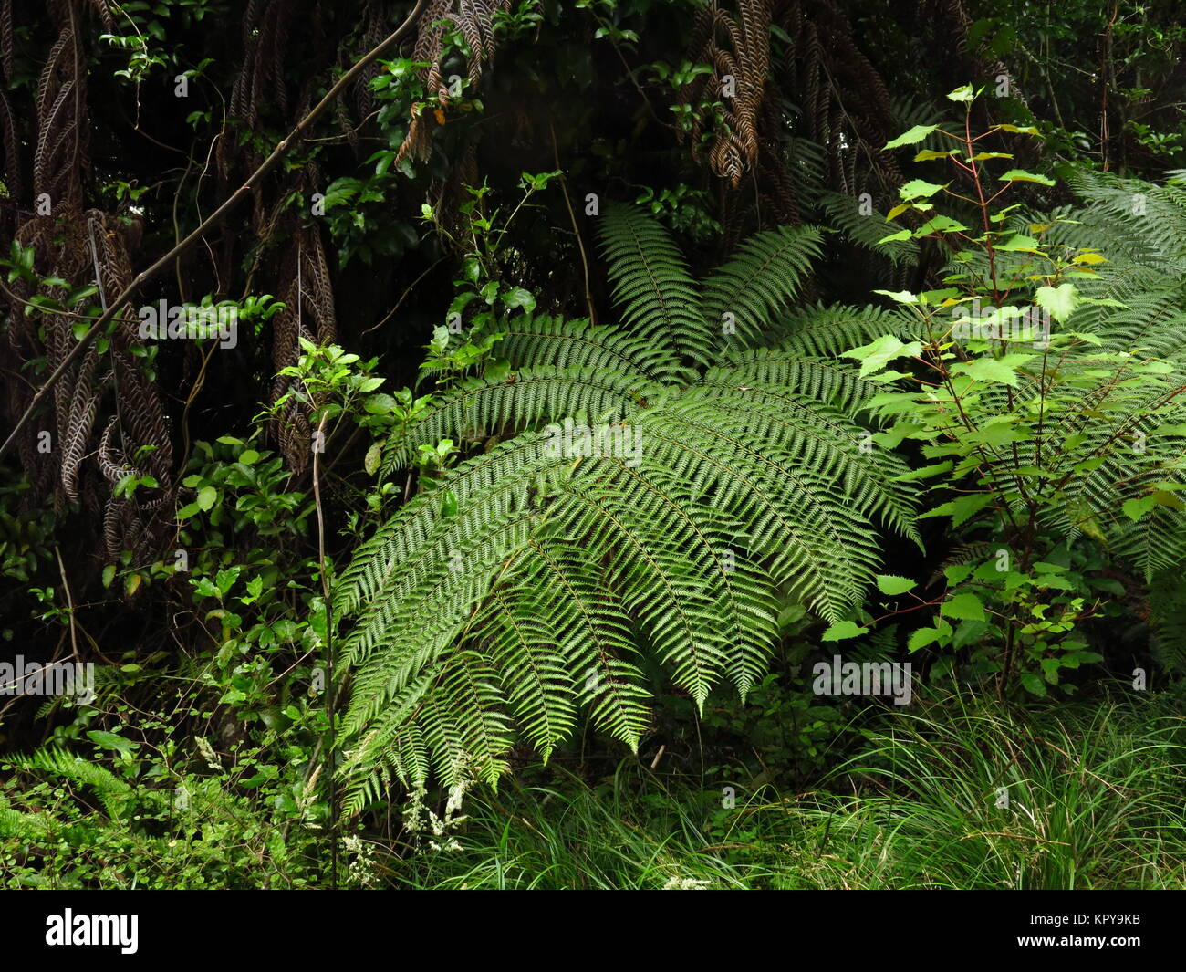 Fern growing in New Zealand Stock Photo - Alamy