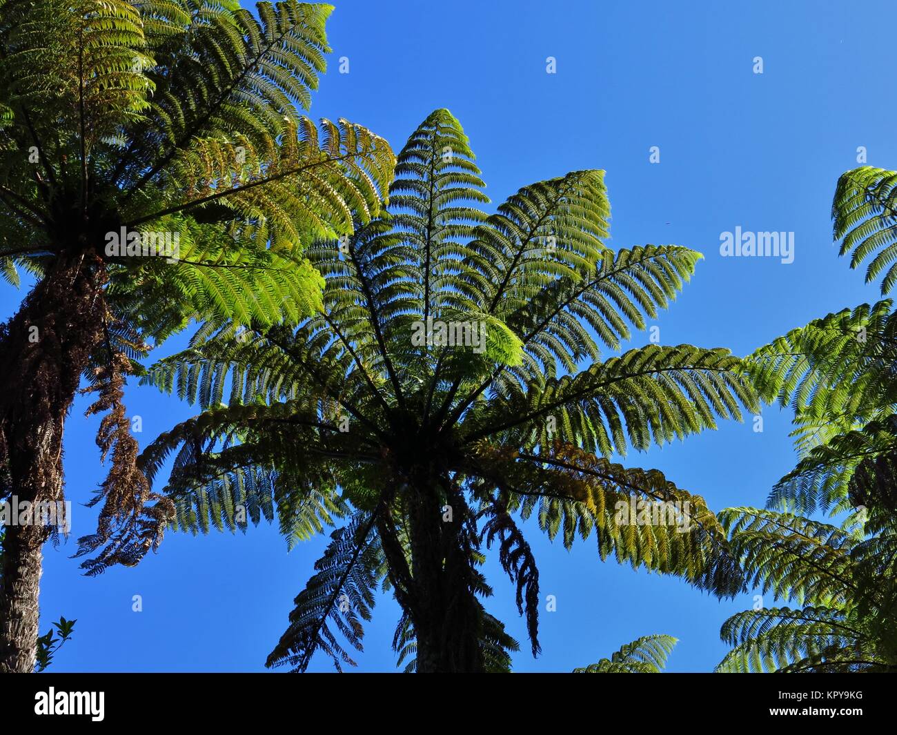 Fern trees growing in New Zealand Stock Photo - Alamy
