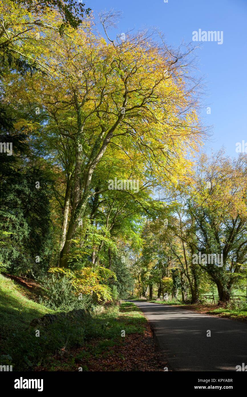 English country lane with beech trees in autumn Stock Photo - Alamy