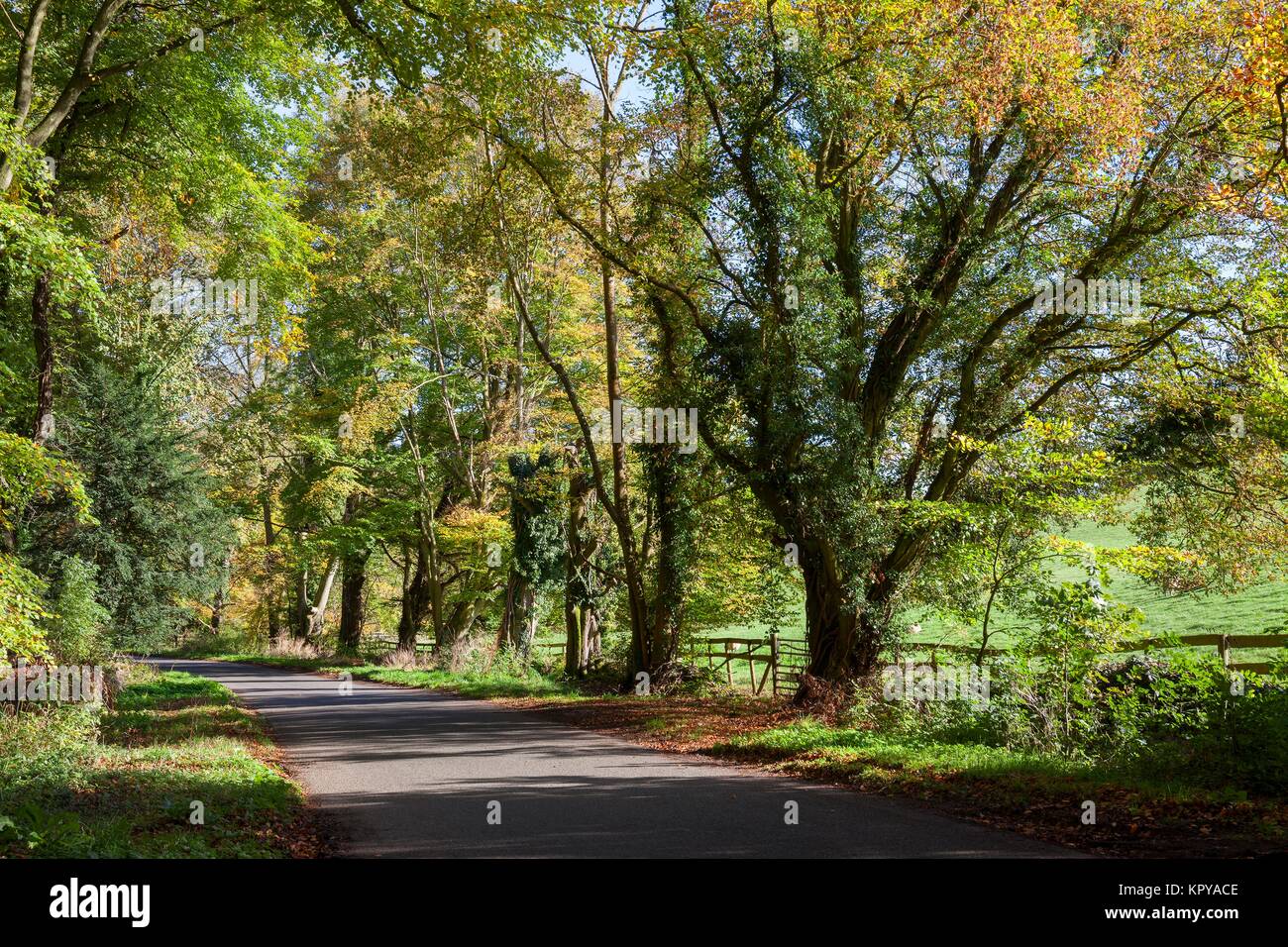 English country lane with beech trees in autumn Stock Photo - Alamy