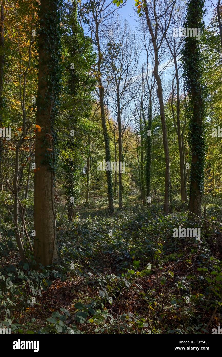 English deciduous woodland with the morning sun shining through Stock ...