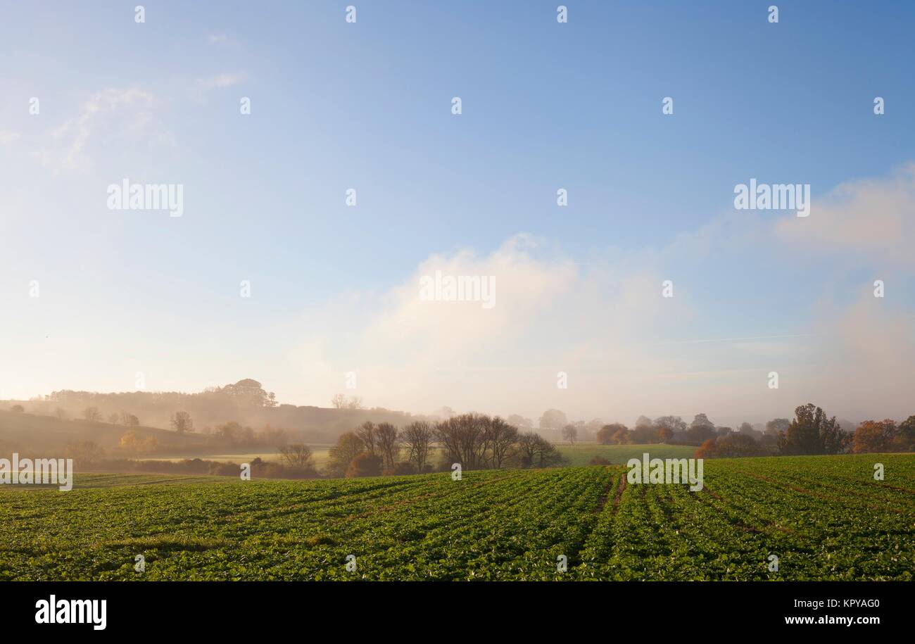 Rural Cotswolds with mist, Gloucestershire, England Stock Photo - Alamy