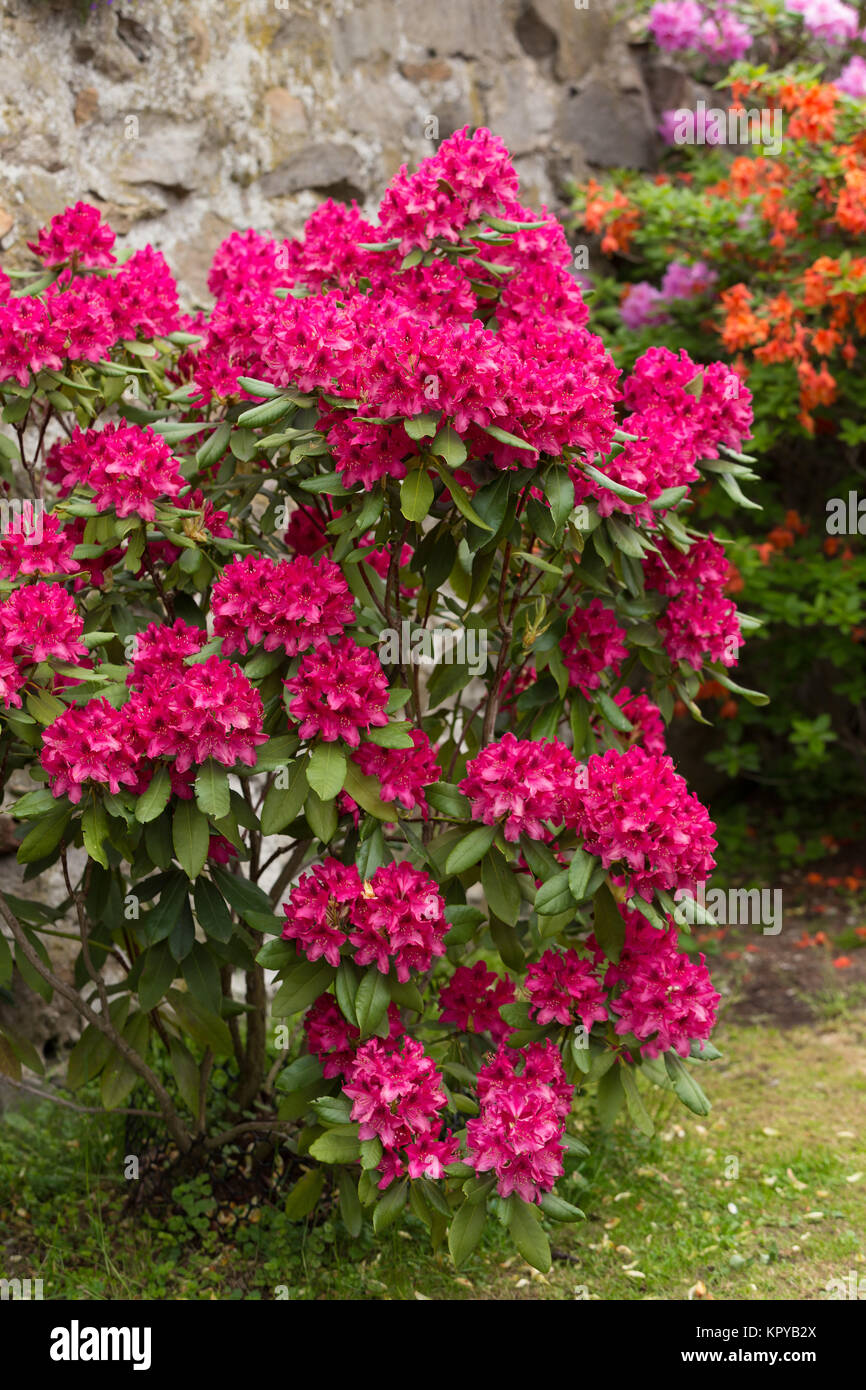Pink azaleas blooms with small evergreen leaves Stock Photo - Alamy
