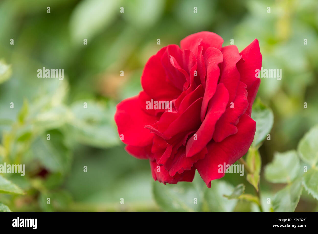 beautiful red roses in spring garden Stock Photo - Alamy