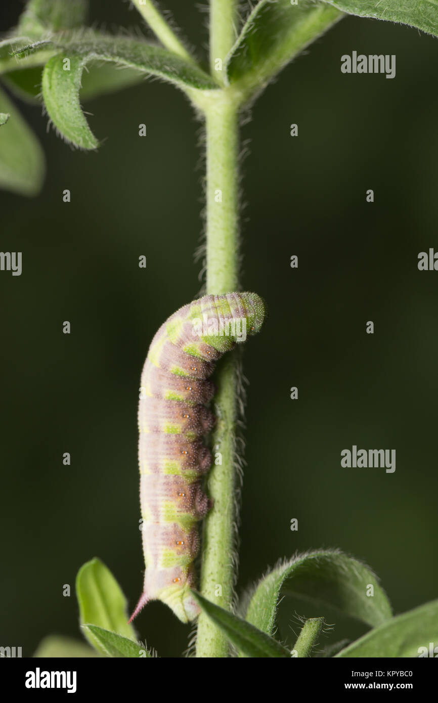Narrow bordered bee hawk-moth caterpillar Stock Photo - Alamy