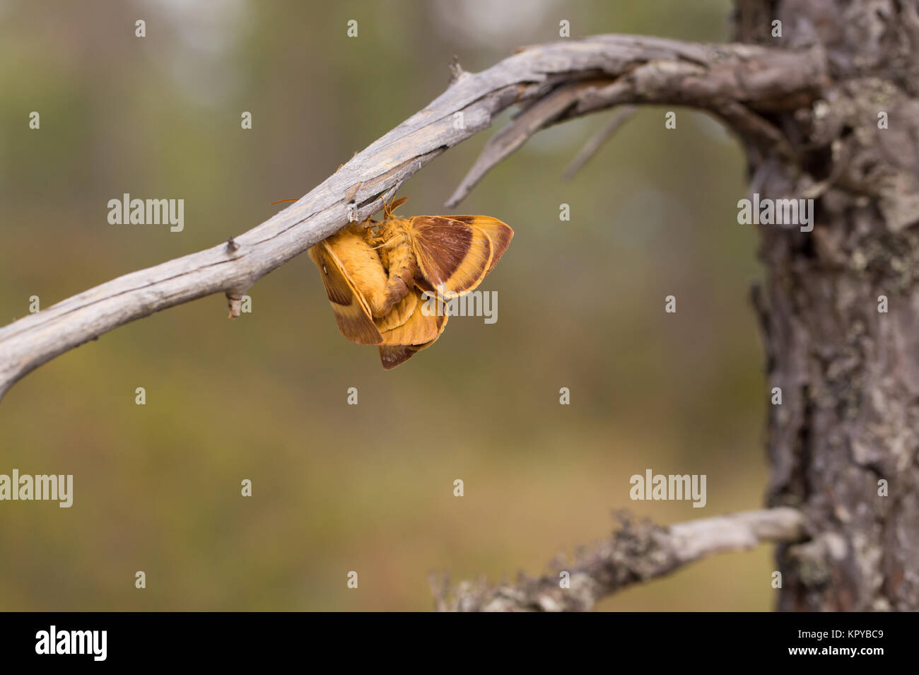 Oak eggar moth mating Stock Photo - Alamy