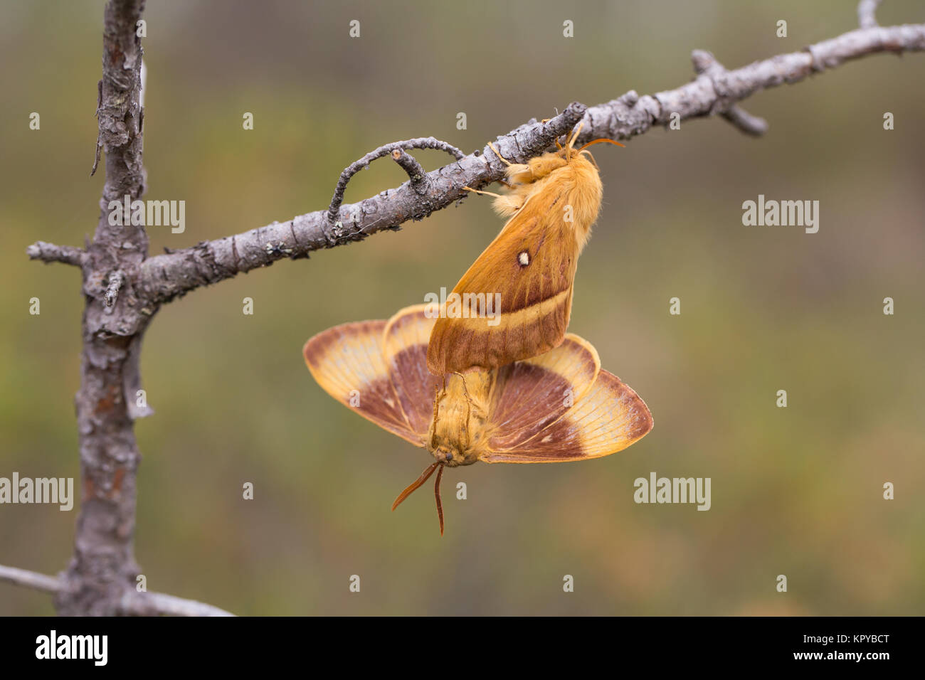 Oak Eggar Moths High Resolution Stock Photography and Images - Alamy