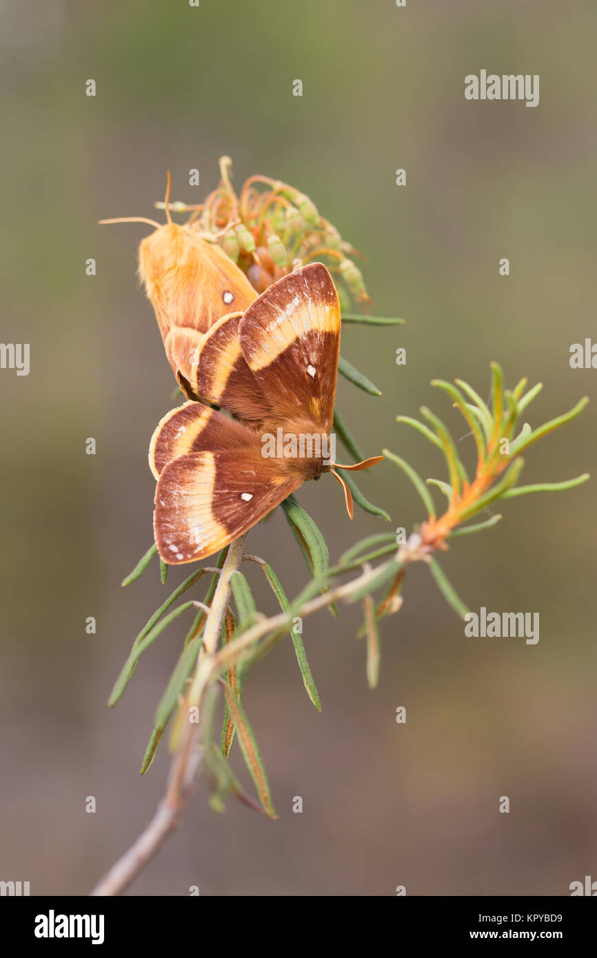 Oak eggar moth mating Stock Photo - Alamy