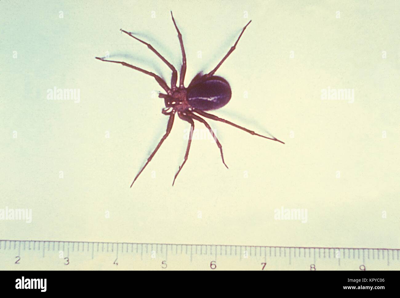 This is a photograph of the Loxosceles laeta, the ?, 1962. Chilean ...