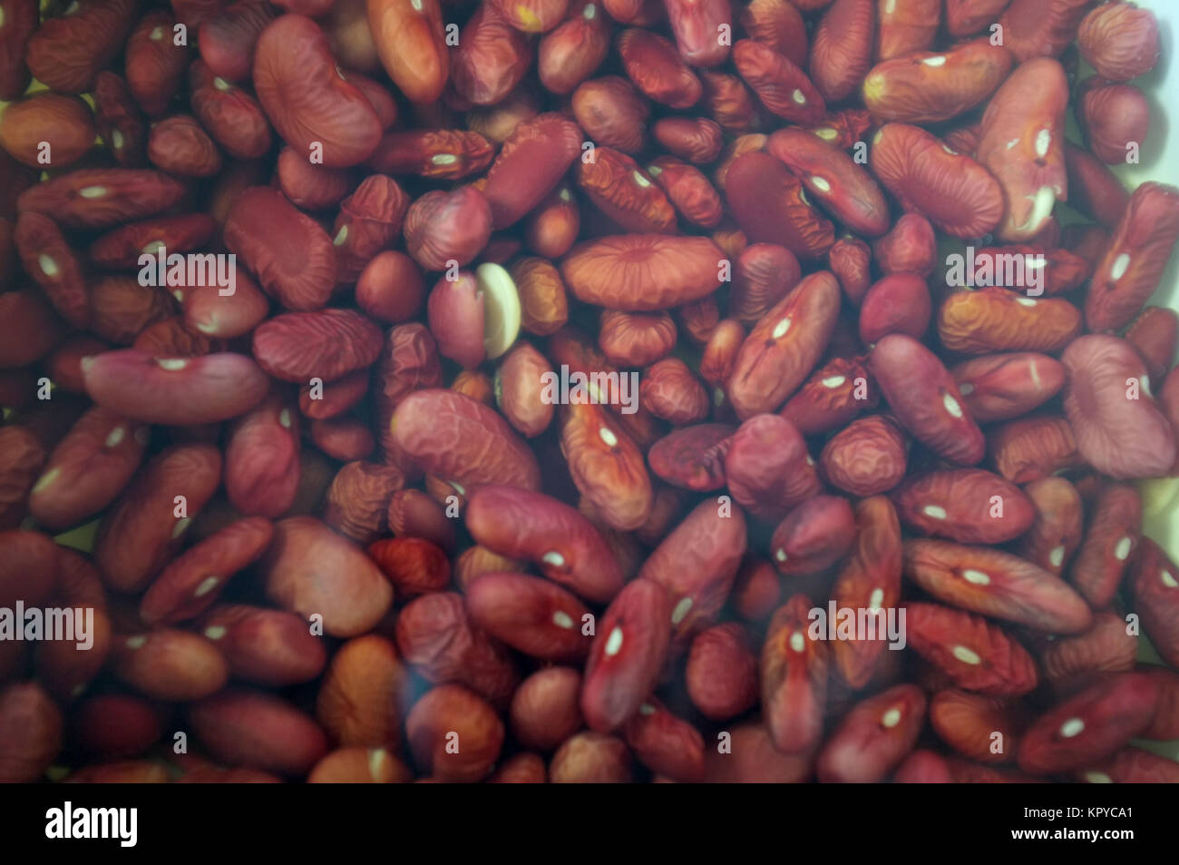 Red beans soaked in water Stock Photo - Alamy