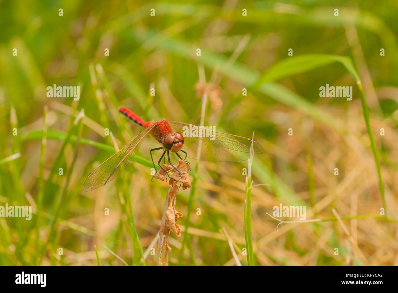 Front view of a Red-Veined Darter Stock Photo - Alamy