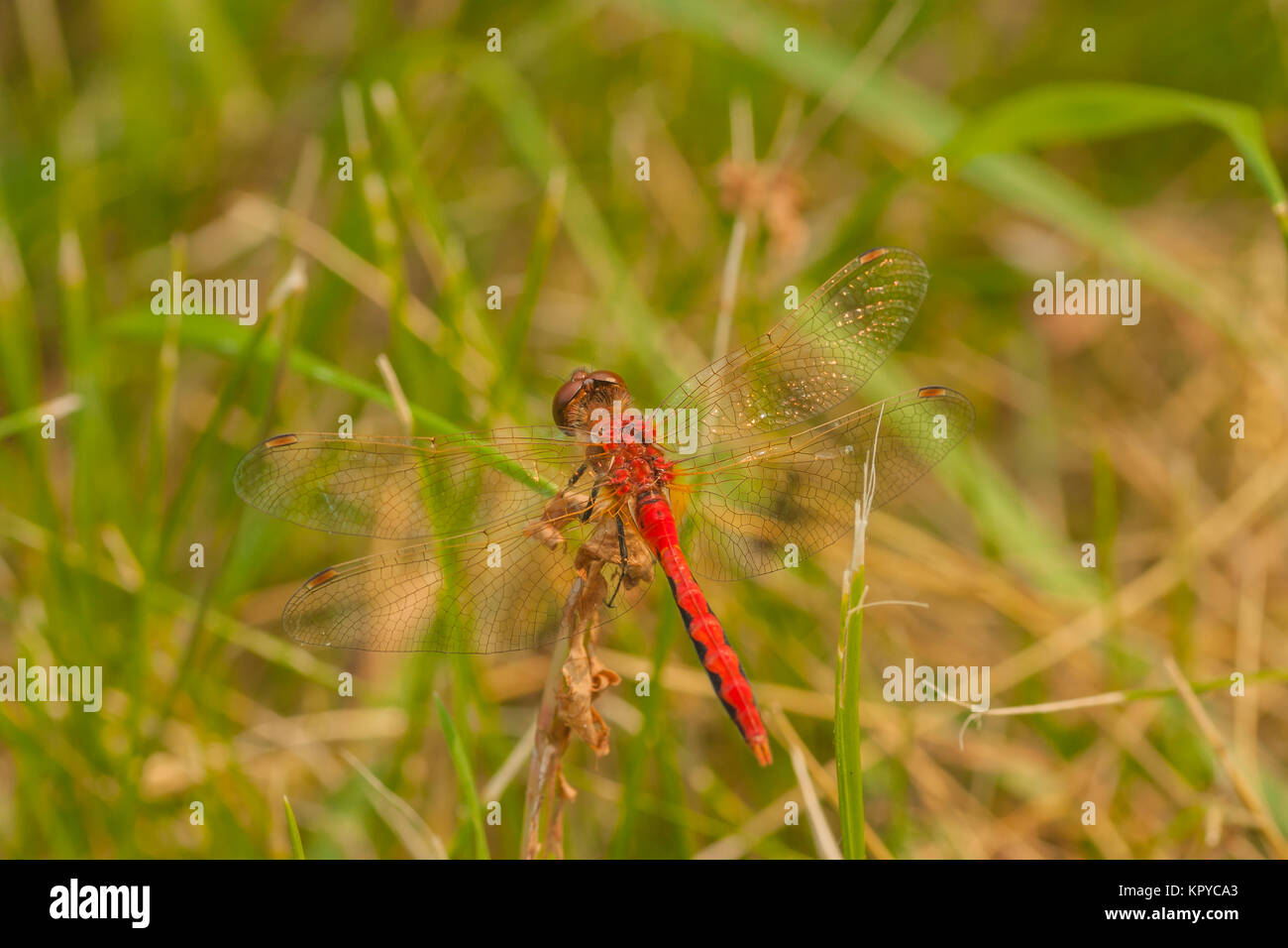 Dorsal view of dragonfly hi-res stock photography and images - Alamy