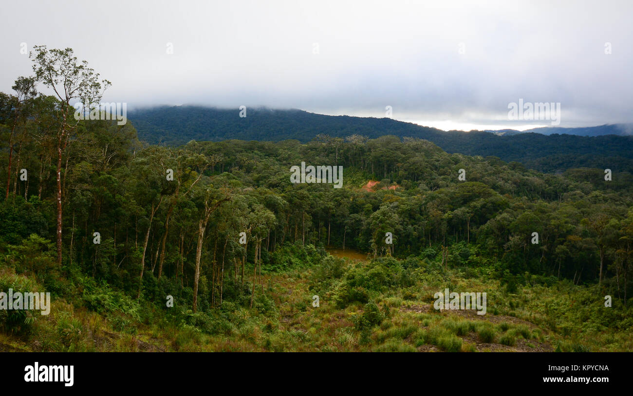 Pine tree forest at rainy day in Dalat, Vietnam Stock Photo - Alamy