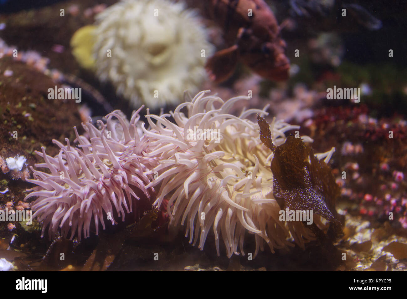 Coral Reef Aquarium Rock High Resolution Stock Photography and Images ...