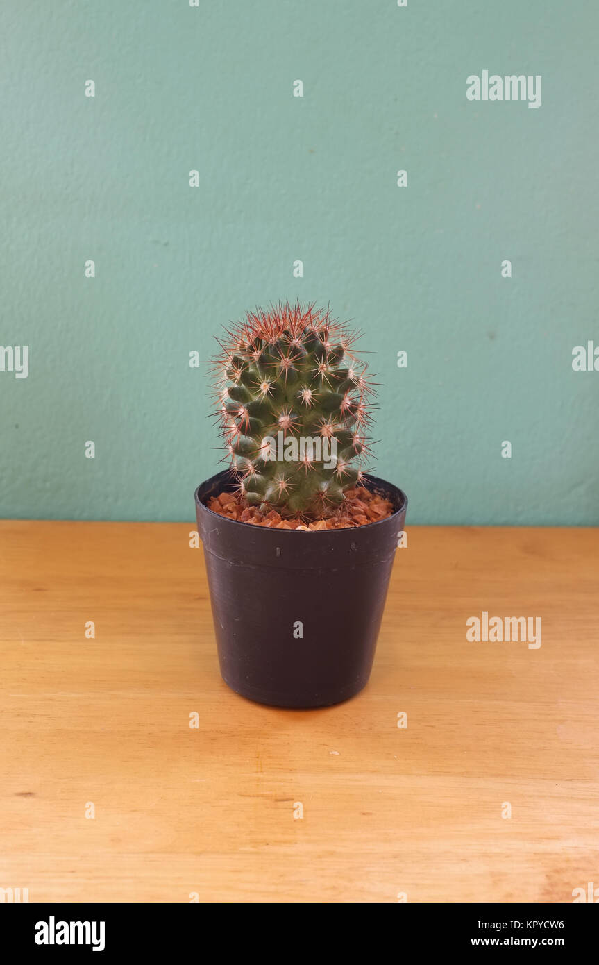 Small cactus in pot Stock Photo - Alamy