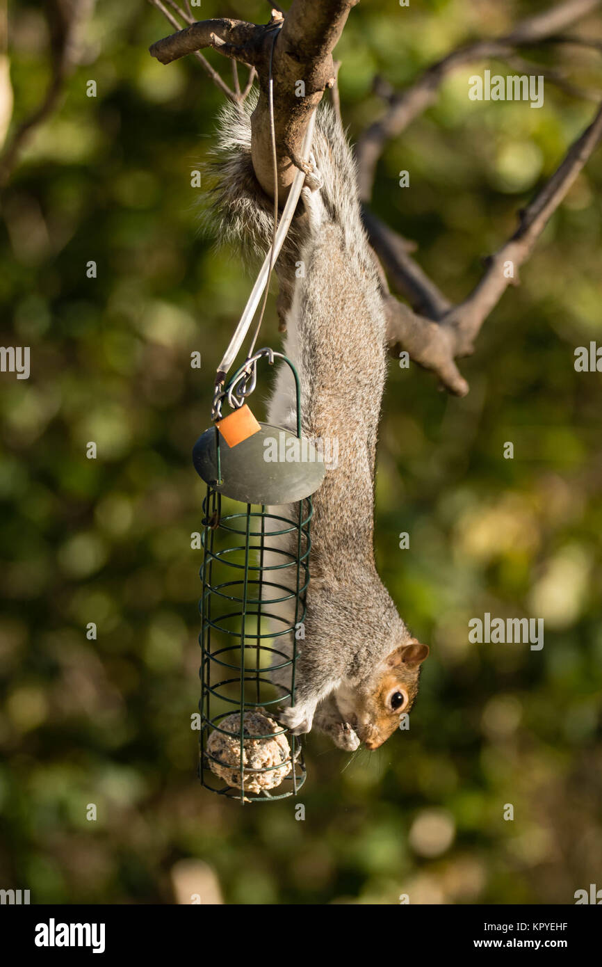 Fat bird eating hi-res stock photography and images - Alamy