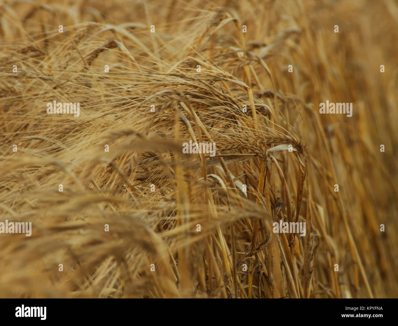 Stalks of wheat hi-res stock photography and images - Alamy