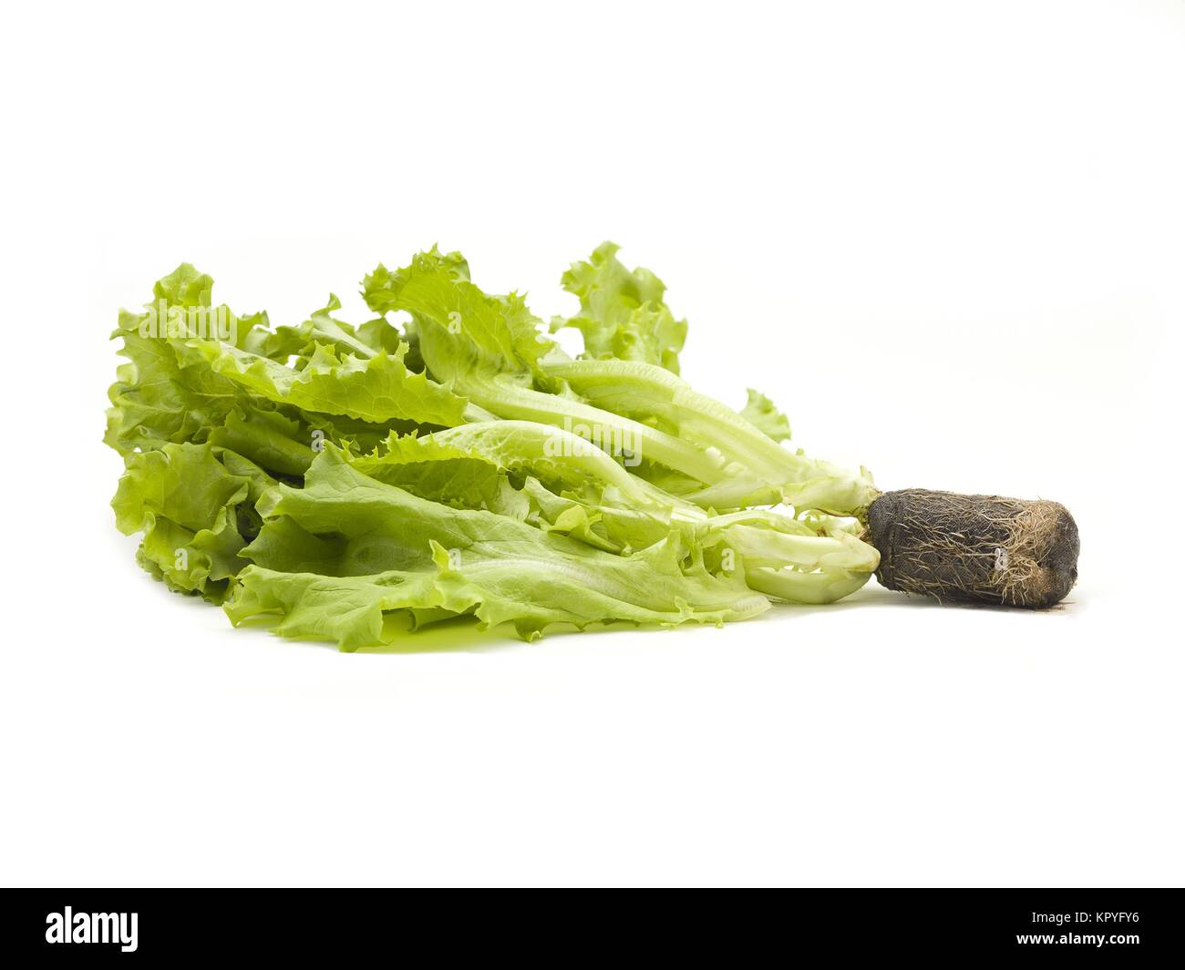 Lettuce roots Cut Out Stock Images & Pictures - Alamy