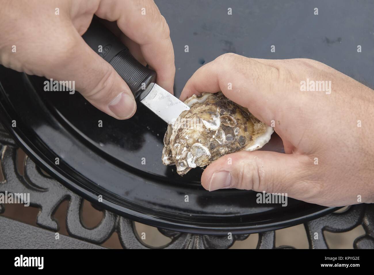 man shucking an oyster with a knife closeup with hands Stock Photo - Alamy