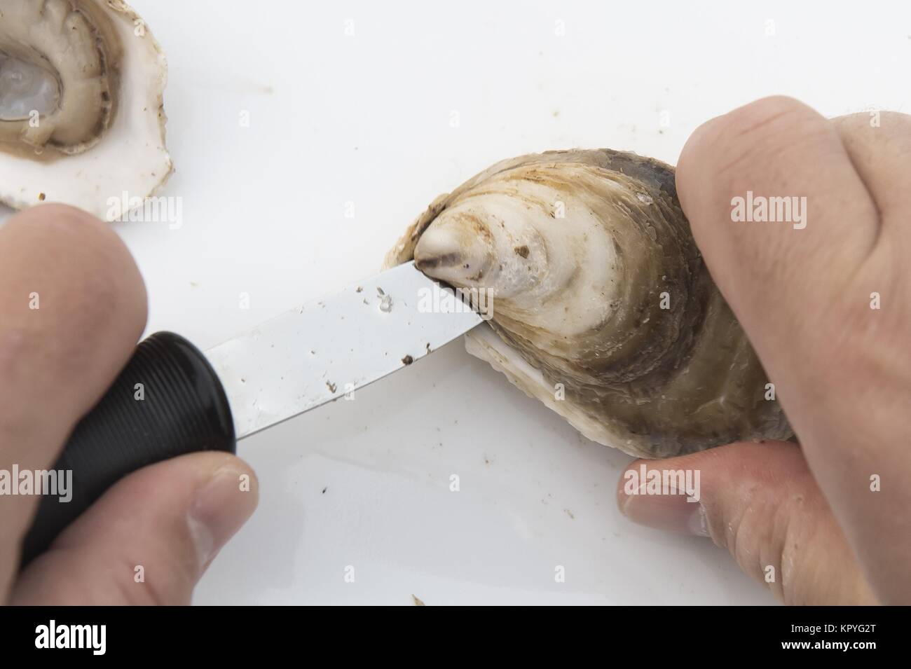 man shucking an oyster with a knife closeup with hands Stock Photo - Alamy