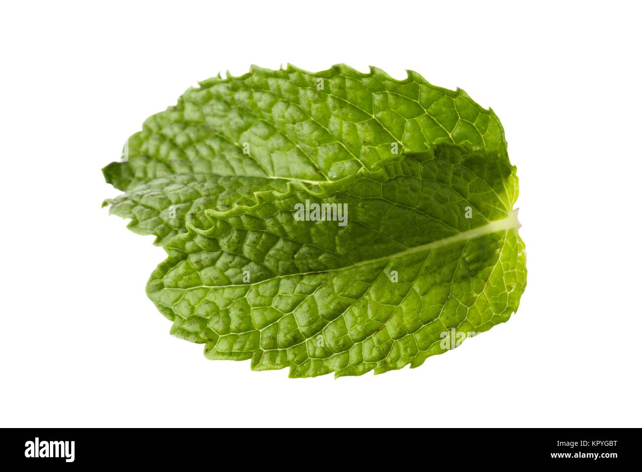 organic herbs fresh mint leaf Stock Photo - Alamy