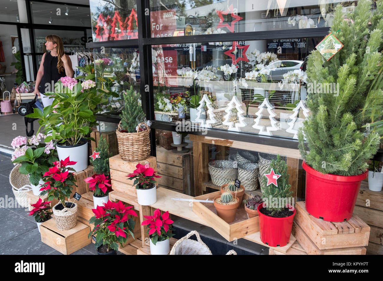 Christmas plants hi-res stock photography and images - Alamy