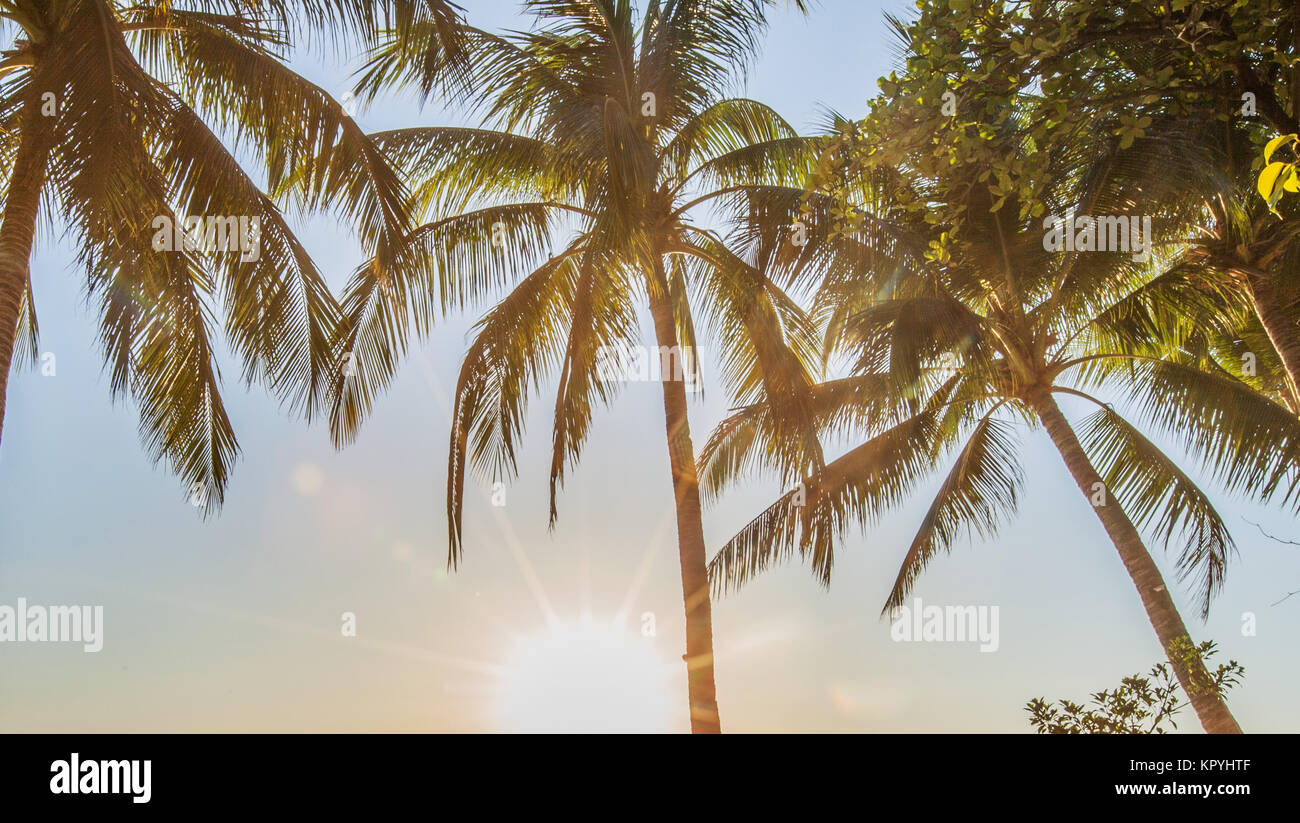 Beautiful tropical sunrise with palm trees at beach Stock Photo - Alamy