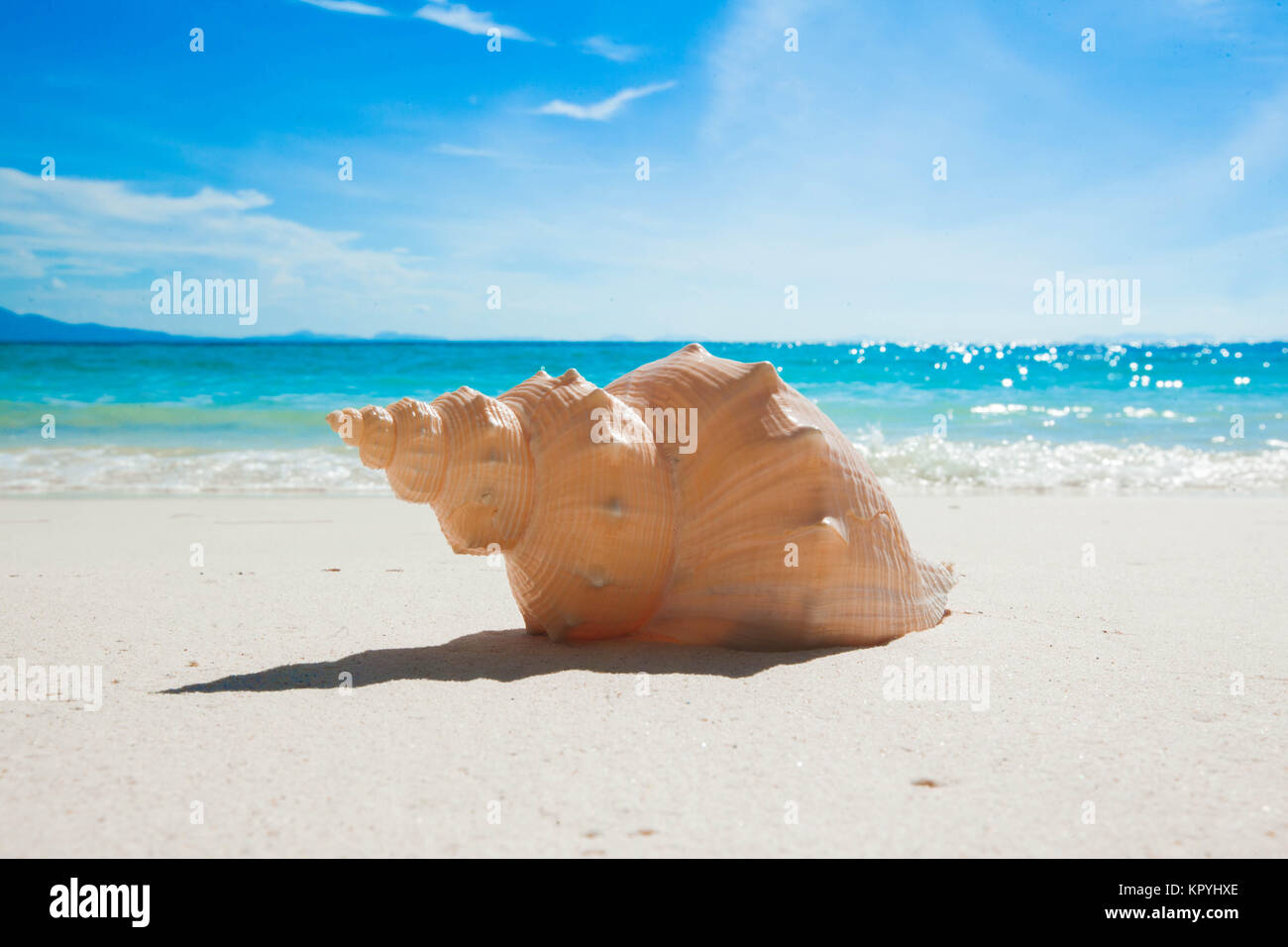 Seashell on sand of tropical sea beach Stock Photo - Alamy
