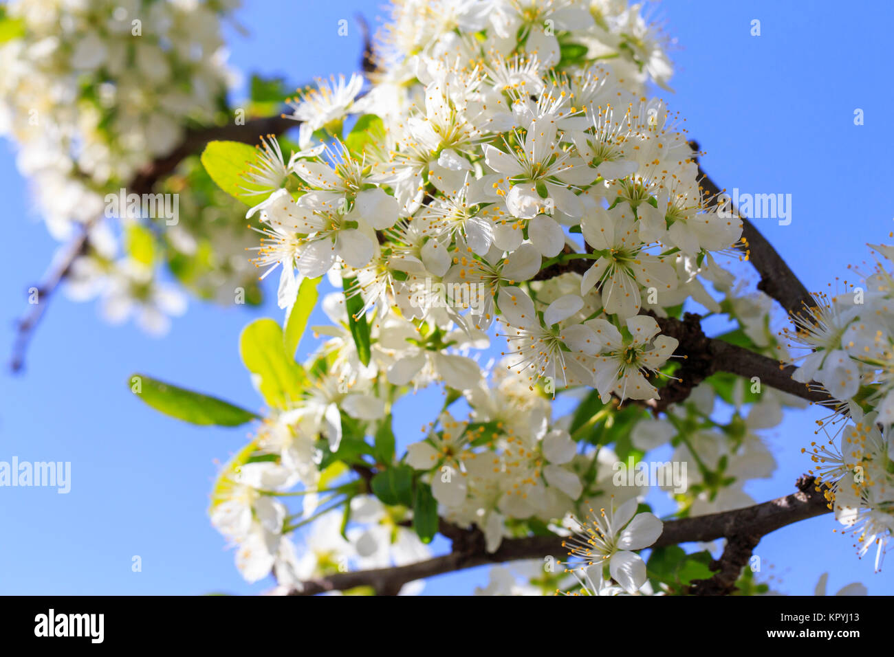 Spring flowers series: Close-up of a Cherry Plum tree Stock Photo - Alamy