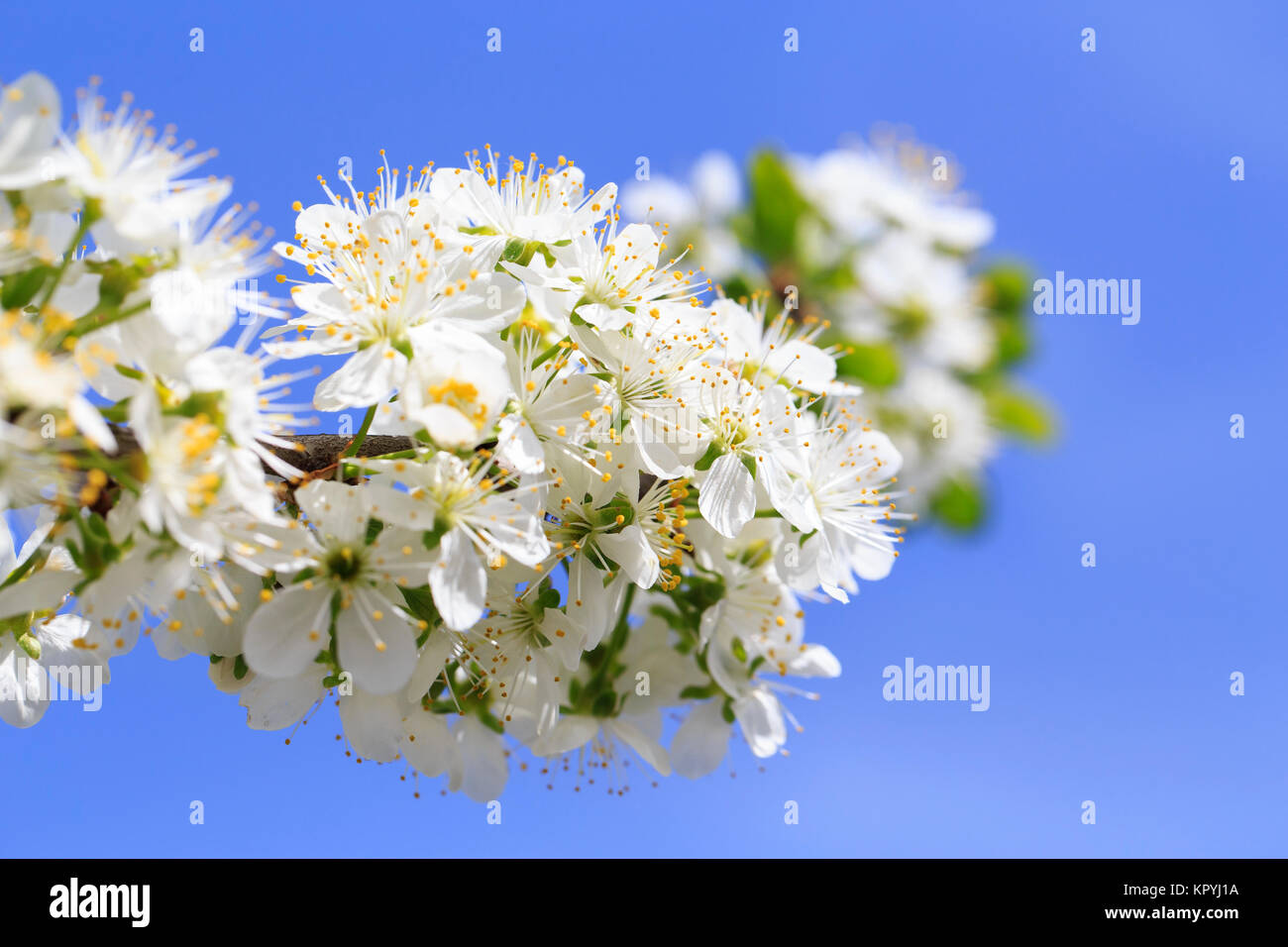 Spring flowers series: Close-up of a Cherry Plum tree Stock Photo - Alamy