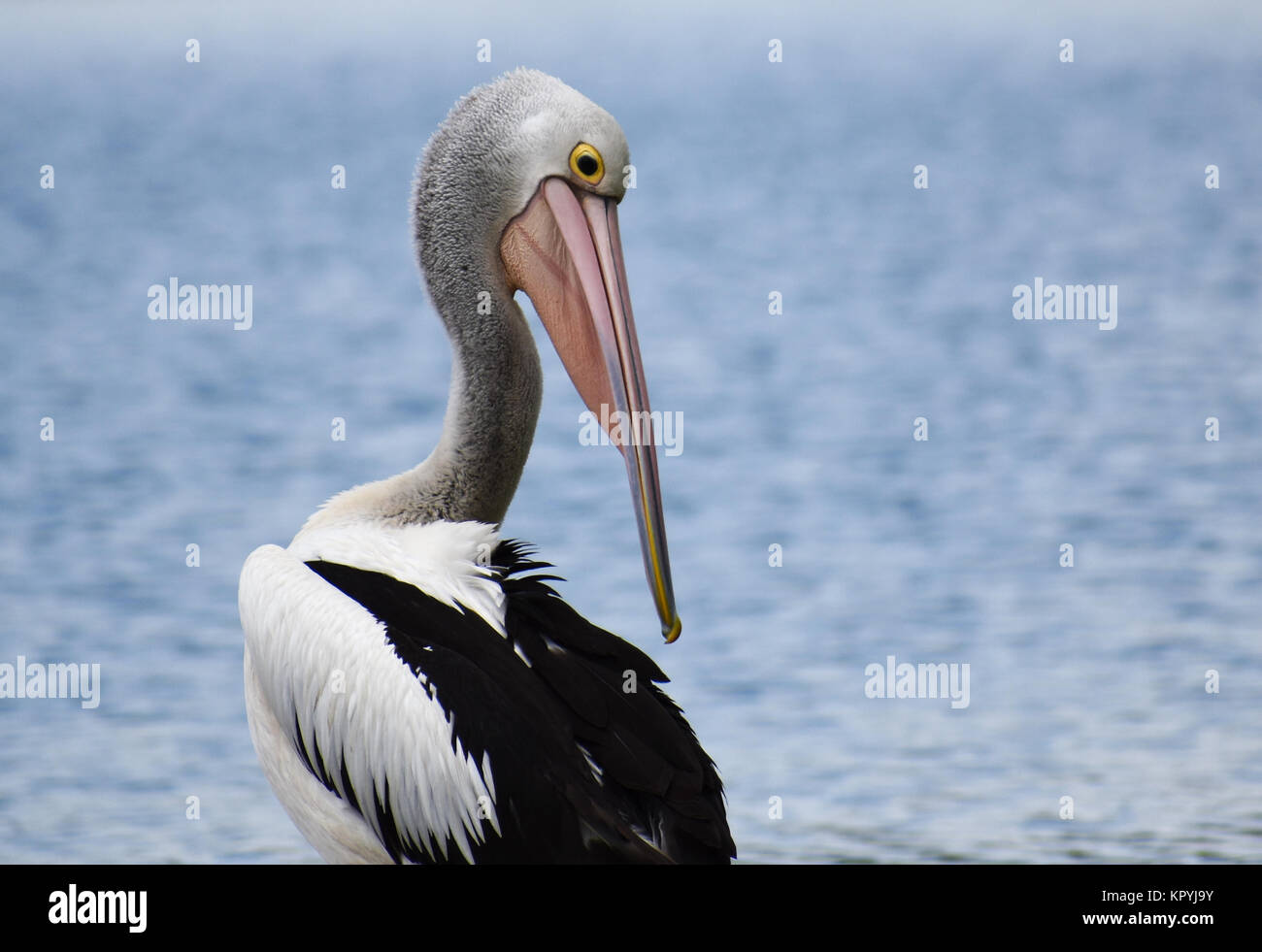 An Australian Pelican in Queensland, Australia Stock Photo - Alamy
