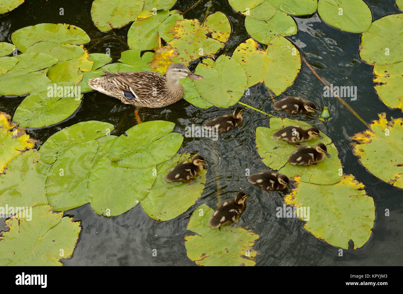 Ducklings swimming in water hi-res stock photography and images - Alamy