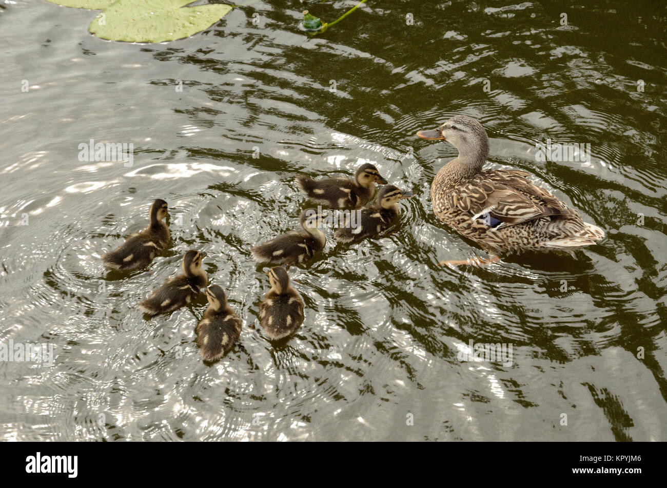 Mother duck and ducklings in the water Stock Photo - Alamy