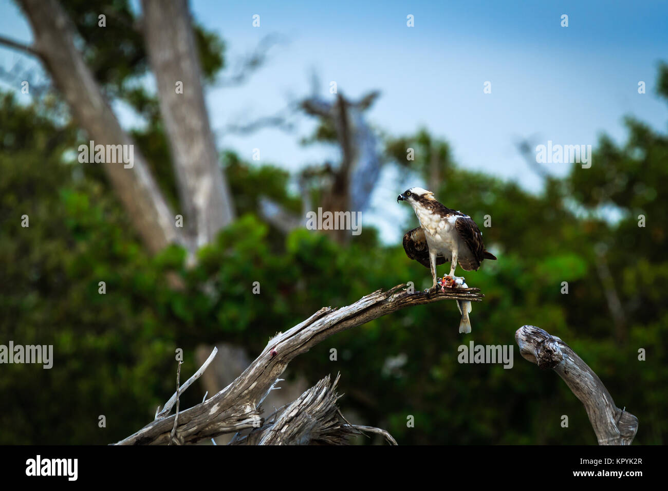 Fish eating bird of prey hi-res stock photography and images - Alamy