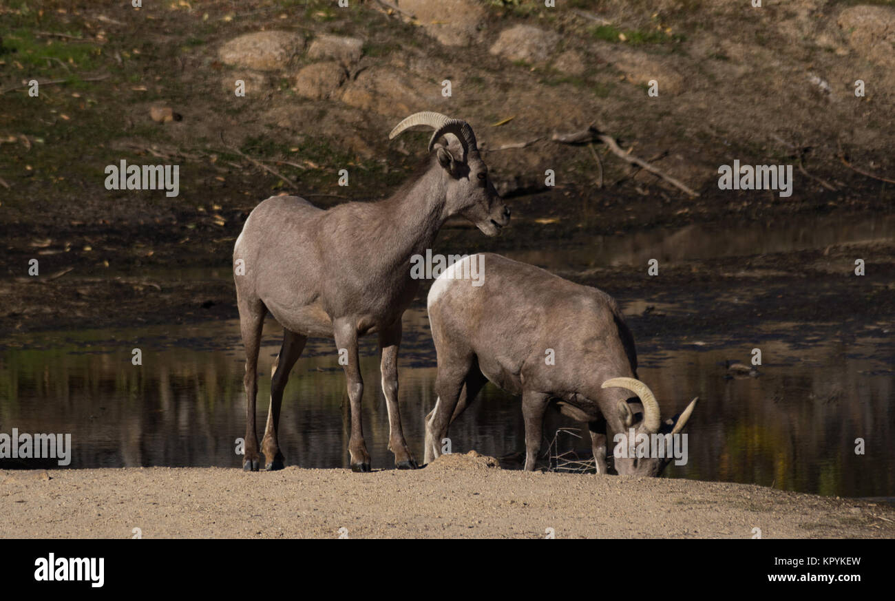 Photography of sheep hi-res stock photography and images - Alamy