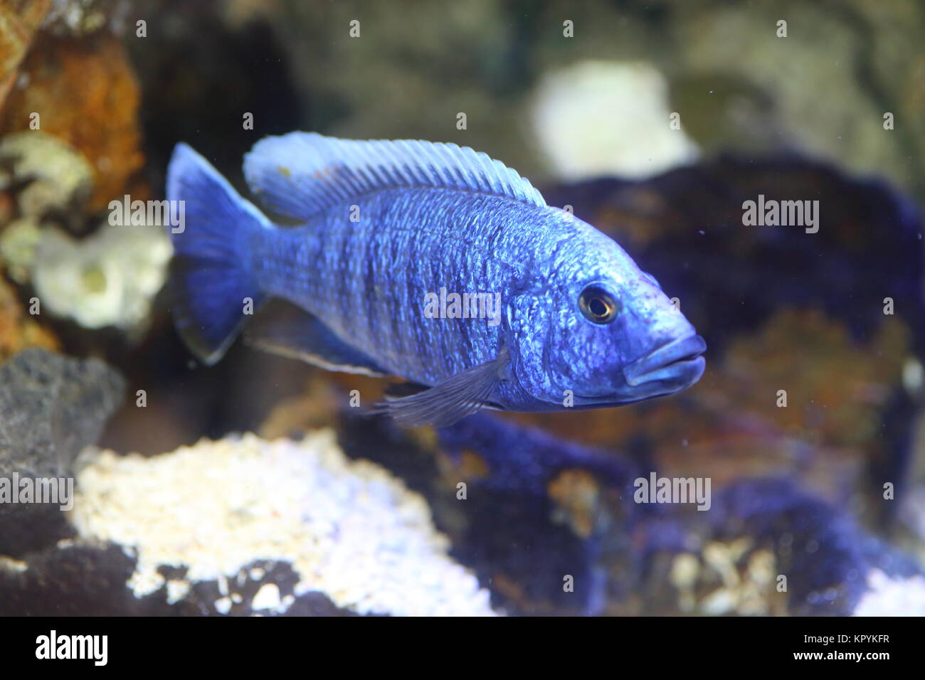 Electric Blue Hap Cichlid (Sciaenochromis fryeri Stock Photo - Alamy