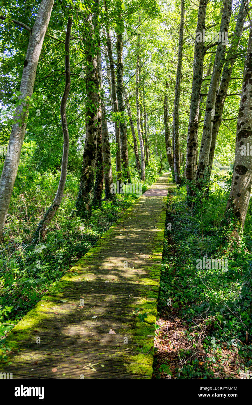 The wooden riverside walk along the banks of the River Piddle at ...