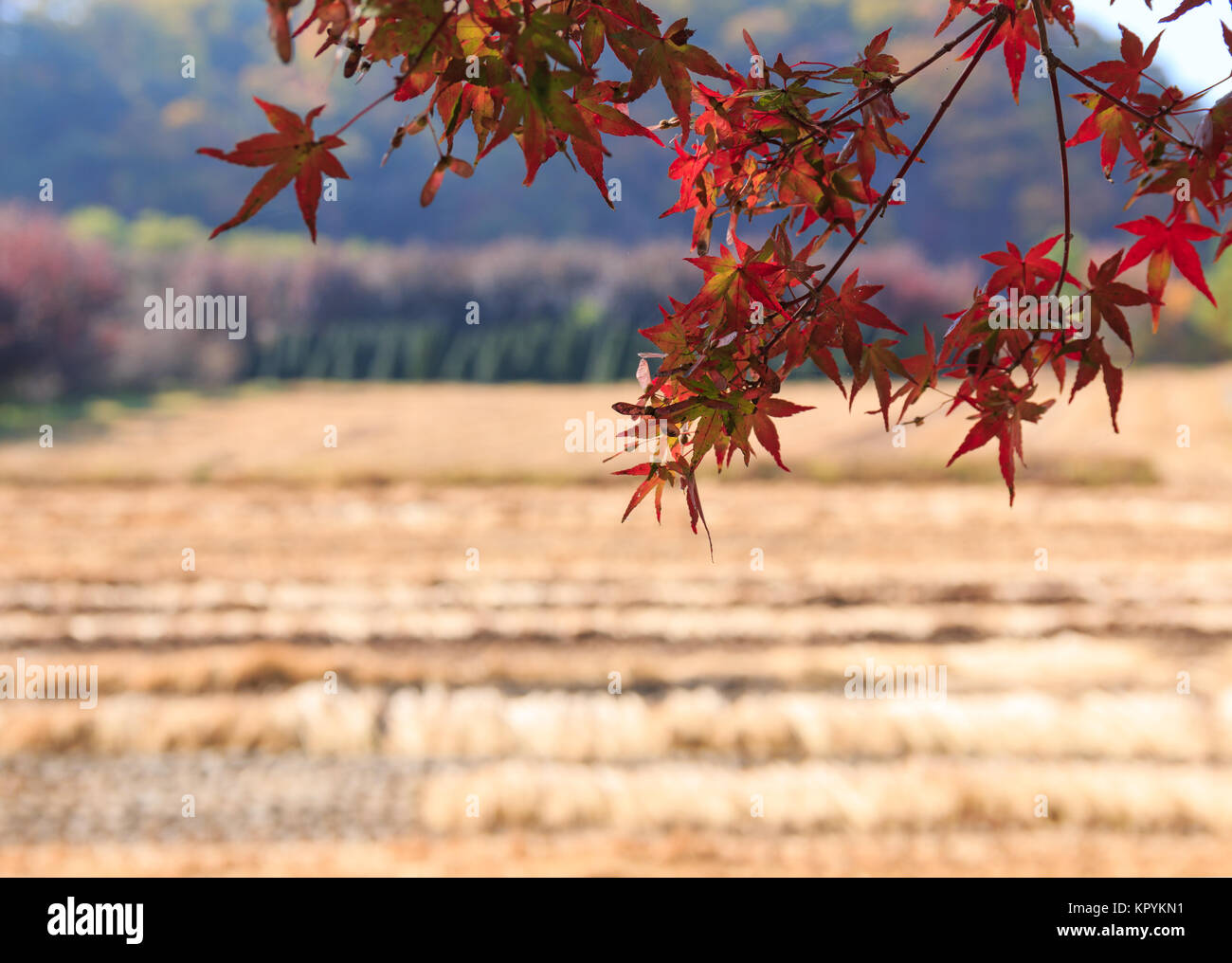red maple leaves ont the rice field after harvest Stock Photo - Alamy