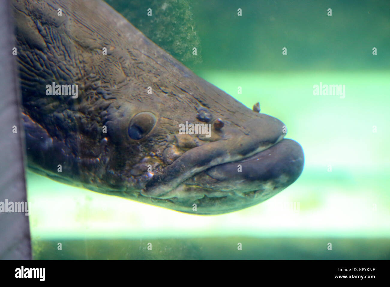 Arapaima hi-res stock photography and images - Alamy