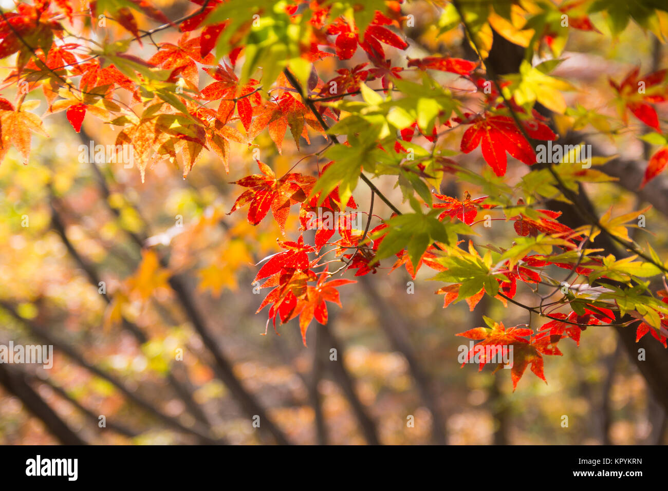 fall colorful maple leaf with sunshine Stock Photo - Alamy
