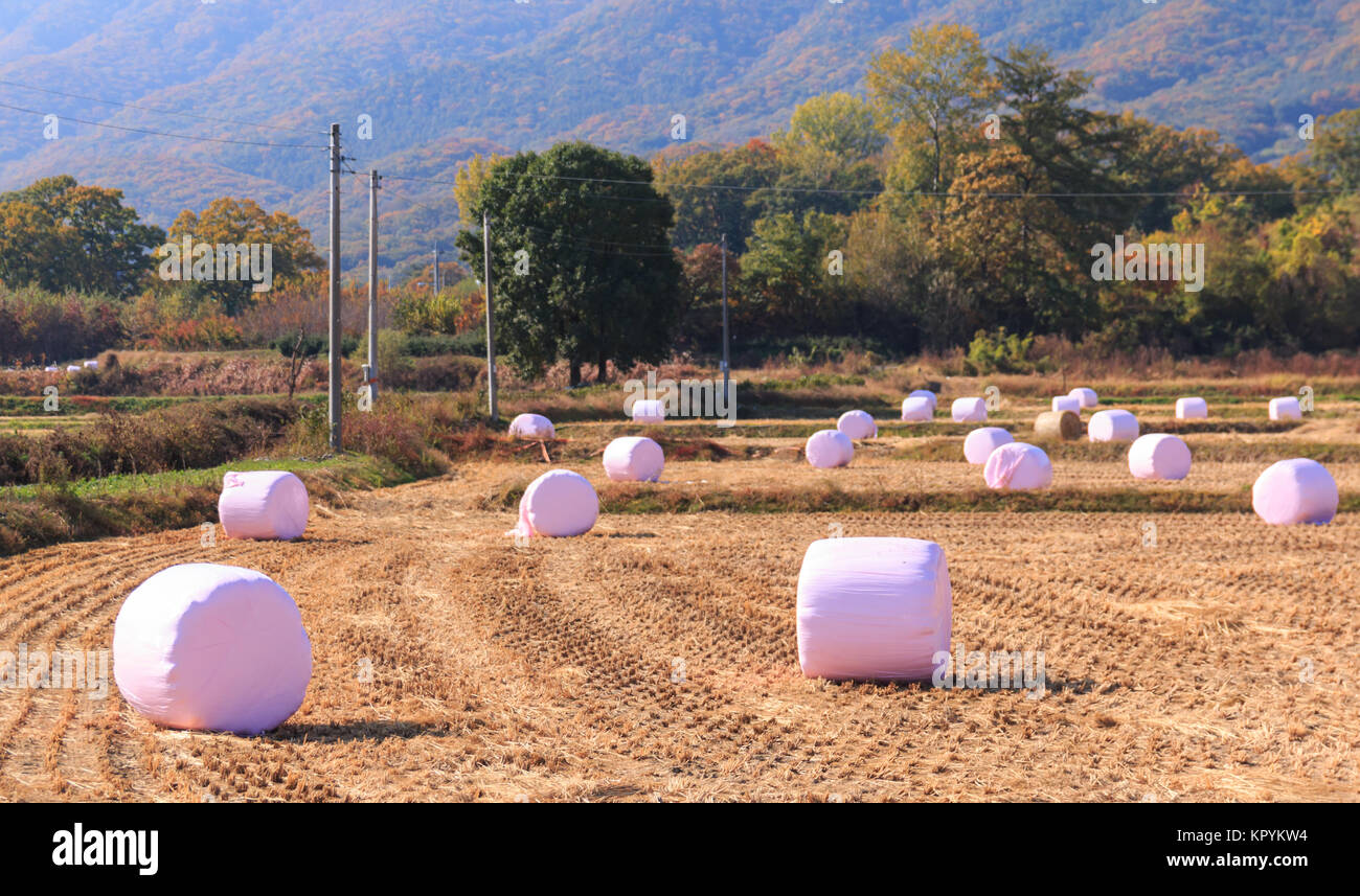 Pink silage bales hi-res stock photography and images - Alamy