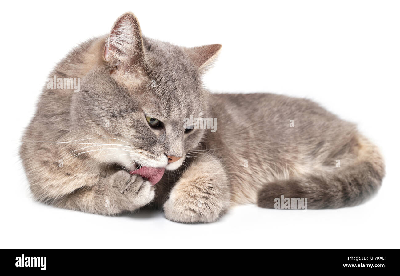 The gray cat quietly lies and licks a forepaw, is isolated on white ...