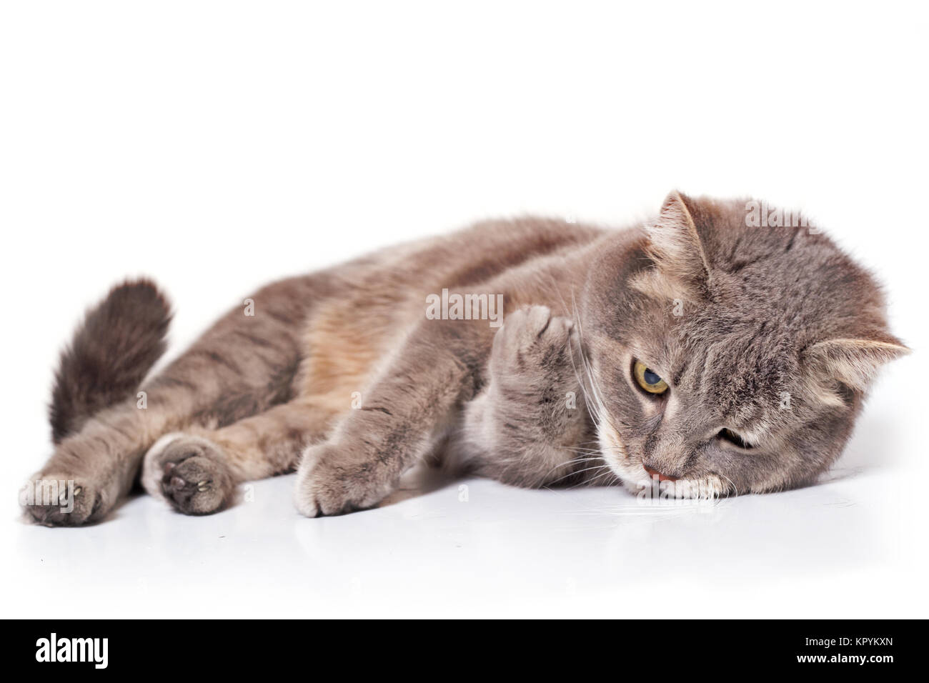 The sad cat lies on one side, is isolated on white. The cat has crossed ...