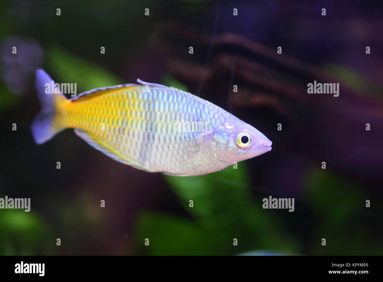 Beseman's rainbowfish (Melanotaenia boesemani) in Papua New Guinea ...
