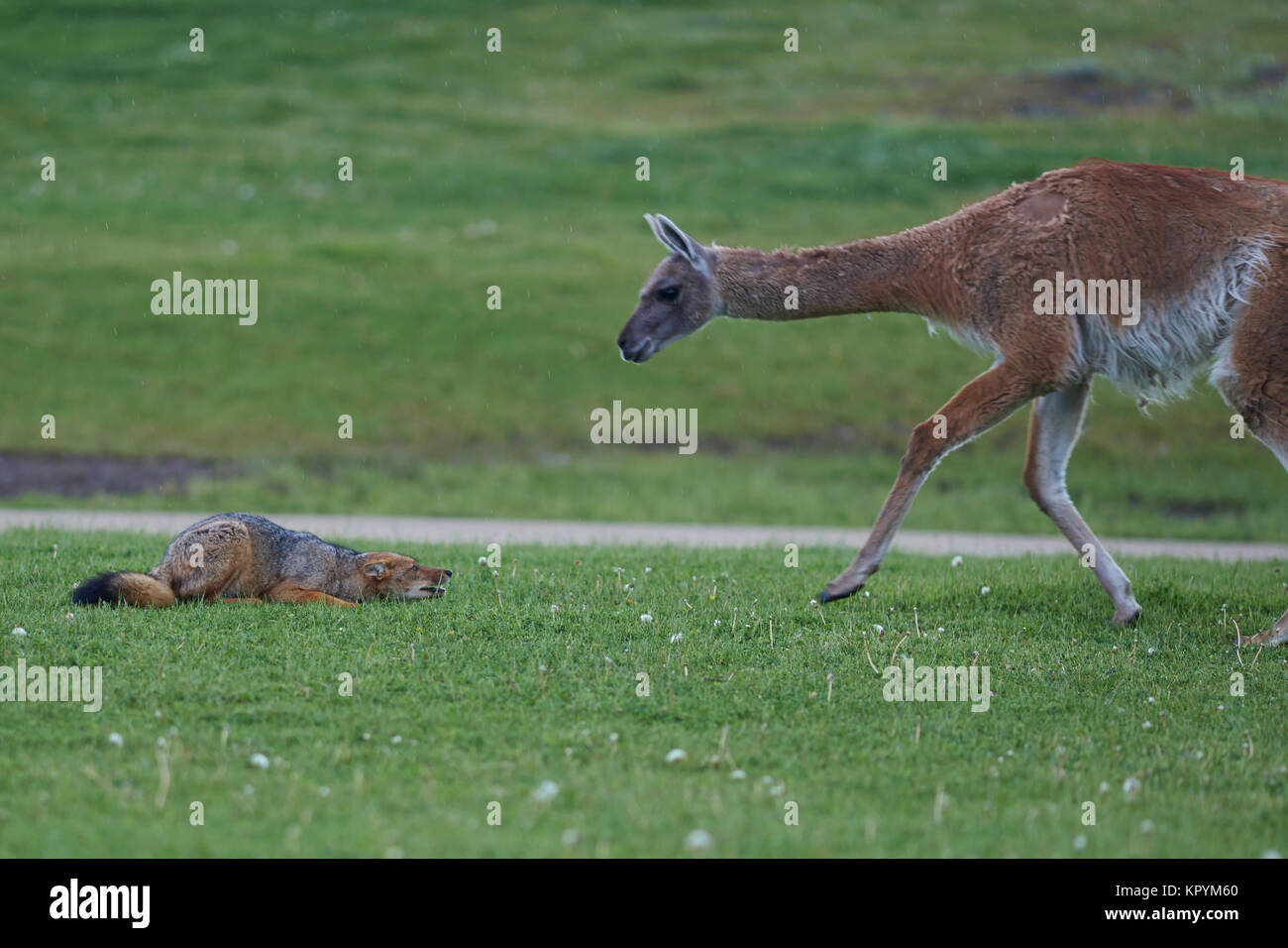 Crouching fox hi-res stock photography and images - Alamy