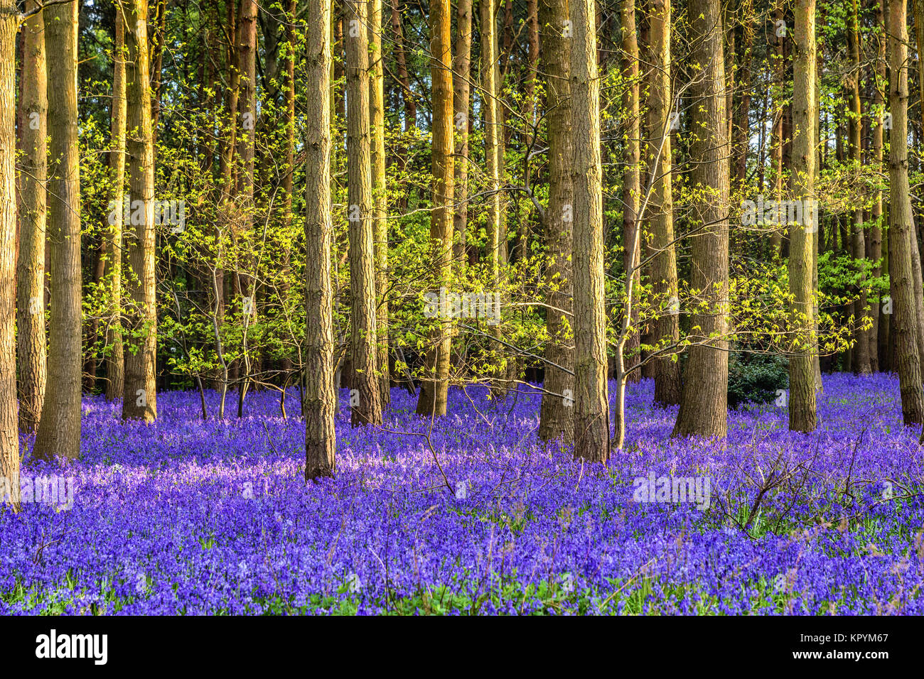 Bluebell field hi-res stock photography and images - Alamy