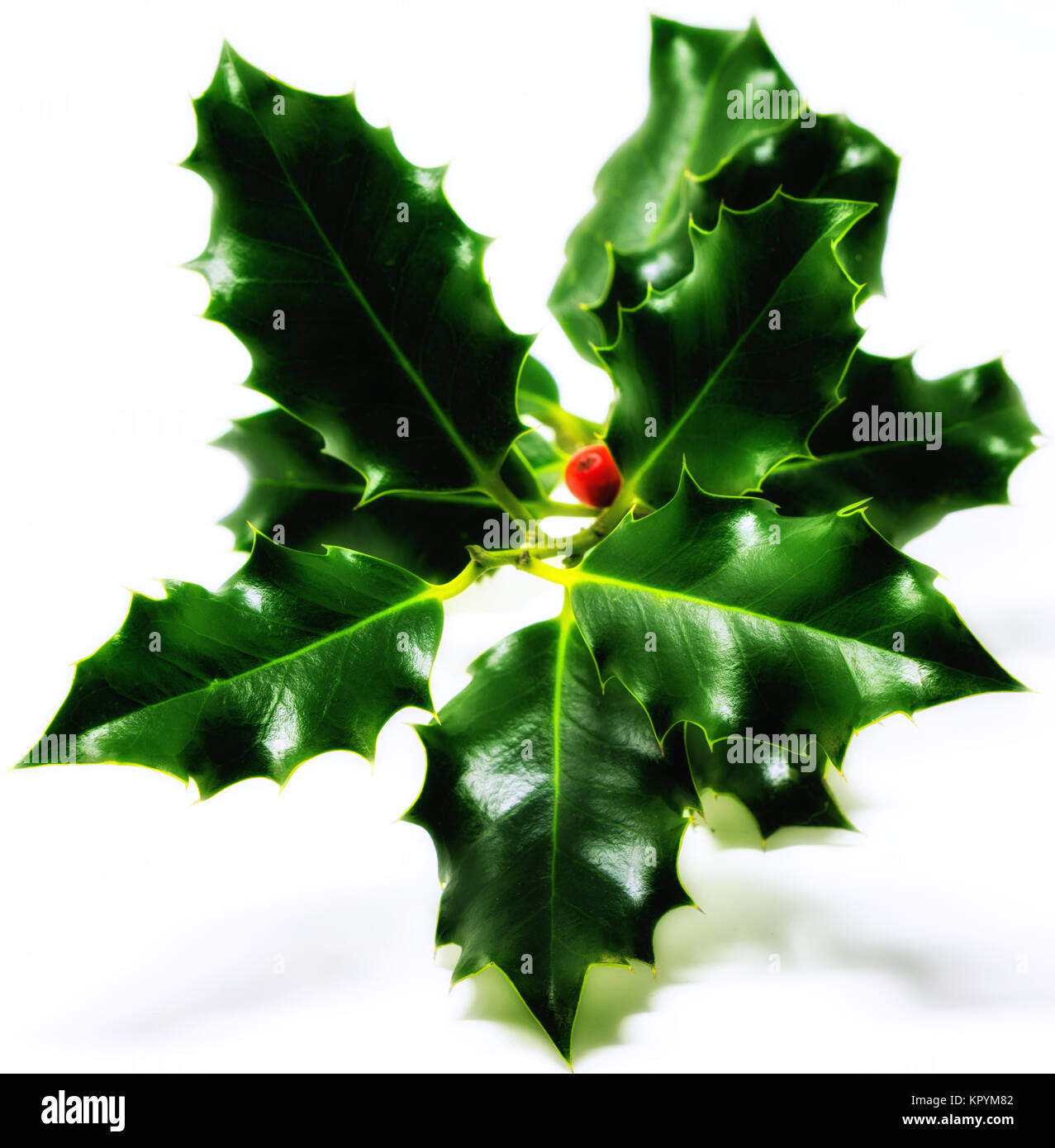 Christmas holly berry winter Cut Out Stock Images & Pictures - Alamy