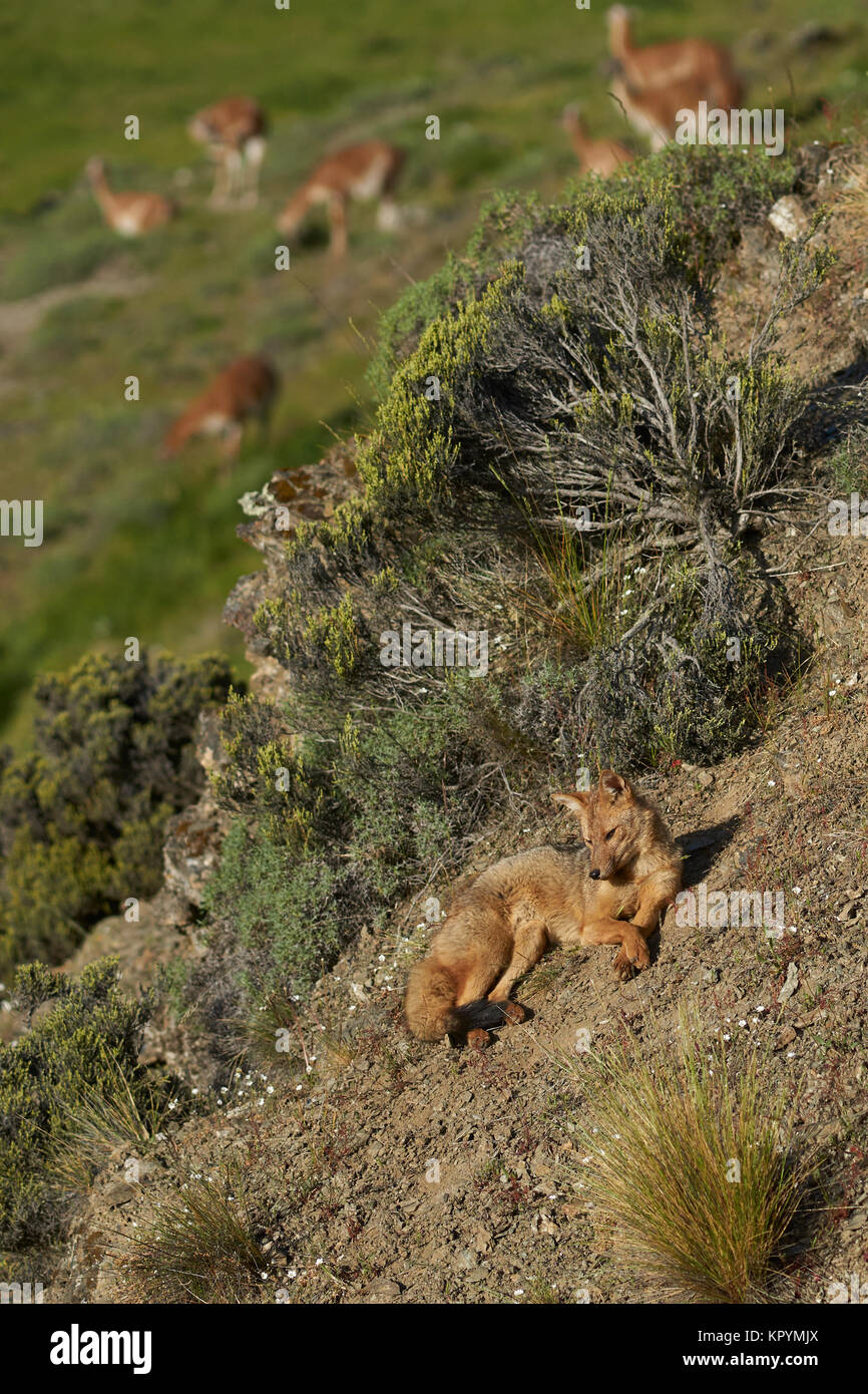 South American Grey Fox (Lycalopex griseus) on a sunny hillside in ...
