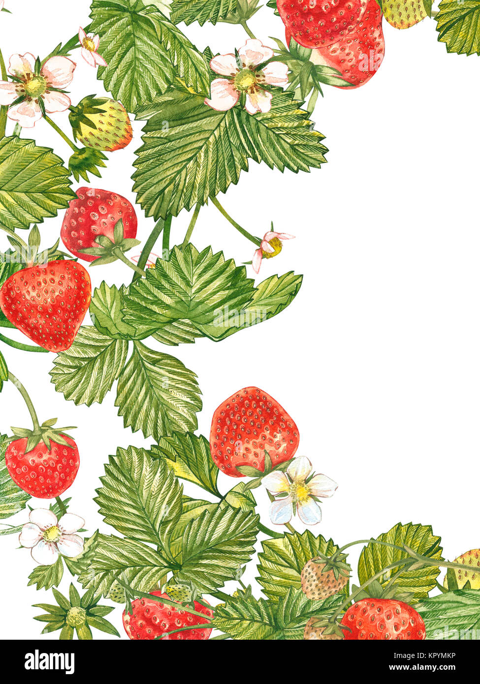 Vertical banners with ripe red berry strawberry on white background ...